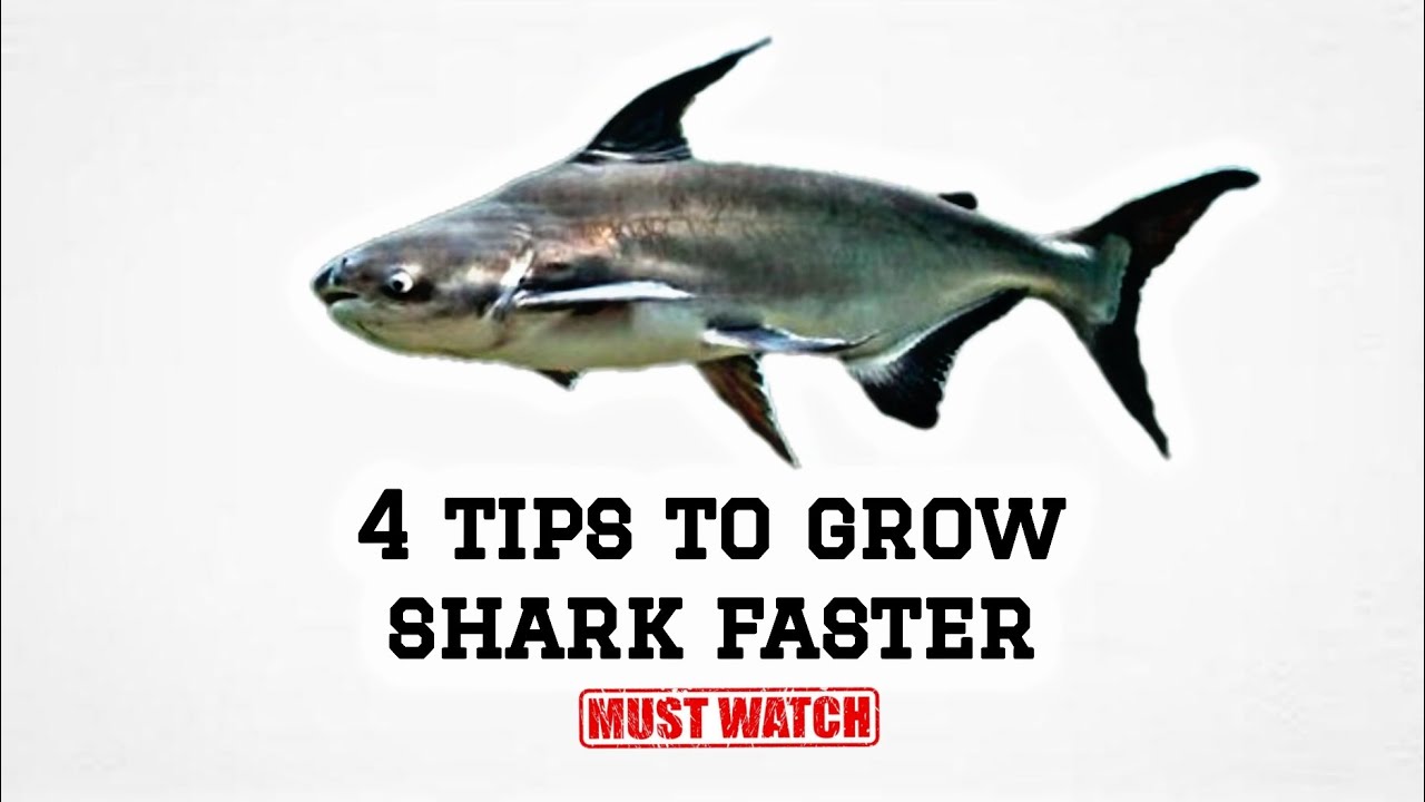 Grow Your Shark Fish Faster | Shark Growth problems | Aquarium videos ...