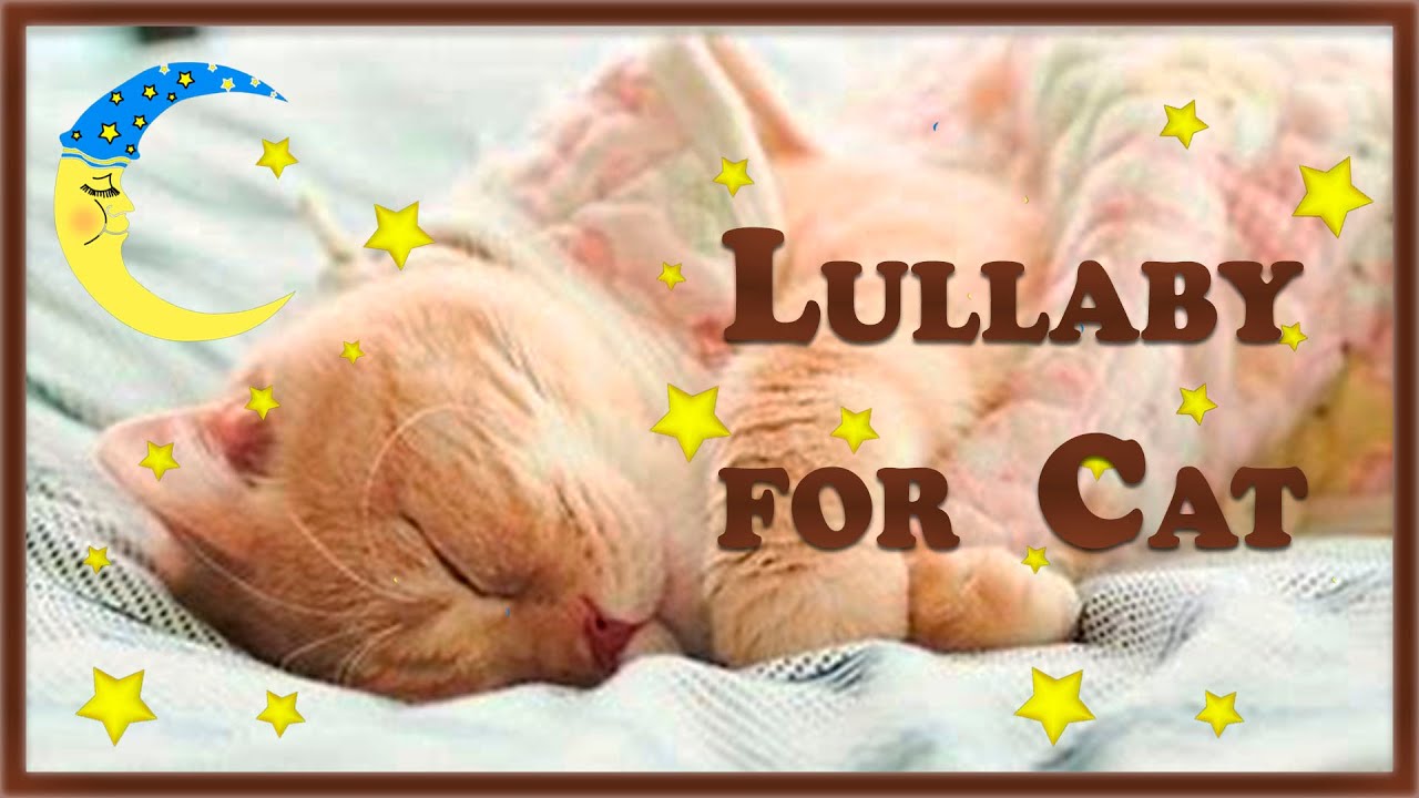 Music for cats. Lullaby for a cat. This Music Could Put You To Sleep ...