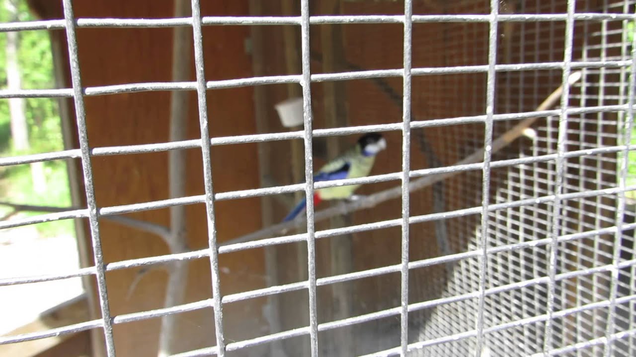 Northern Rosella of Australia has Natural Element in Aviary Sylvan ...