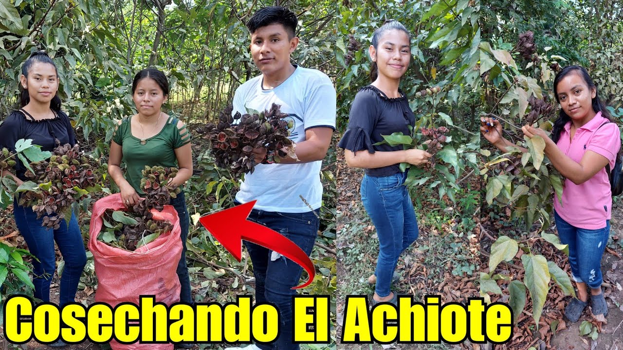 Así Se Cosecha El Achiote En Guatemala🇬🇹🇬🇹🇬🇹 - YouTube