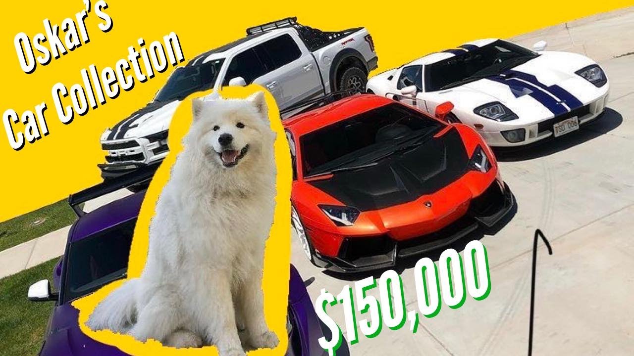 Meet the Puppy with a $150,000 Car Collection!!! (Stradman's Dog Oskar ...