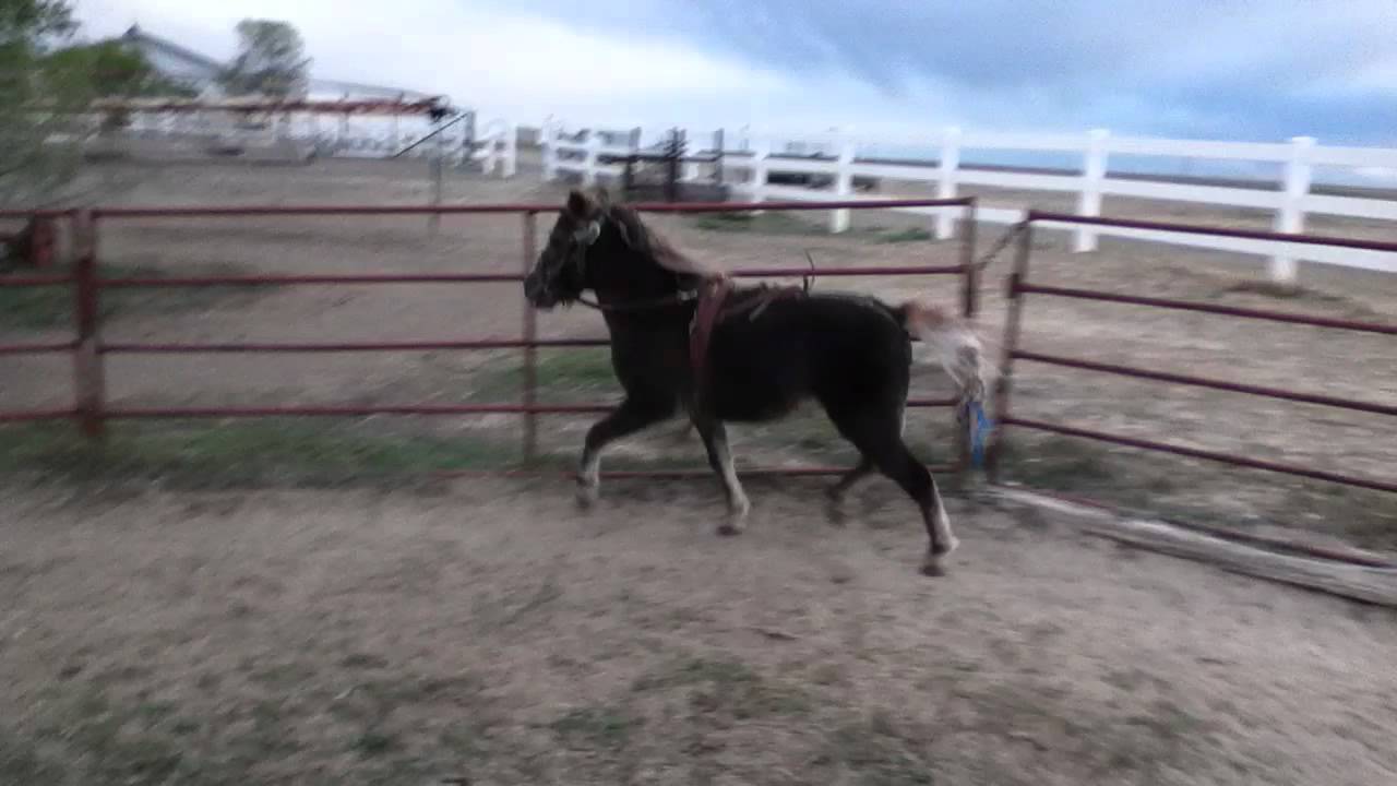 Little America's Skip's Sunday - bitting rig - YouTube