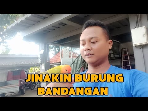 melatih burung love bird bandangan || langsung bonding - YouTube