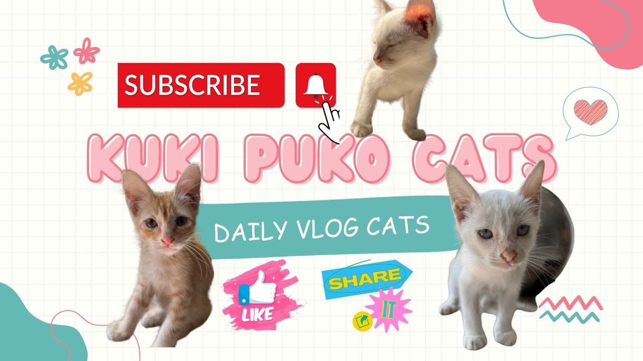 kucing cute kuki puko ingin perkenalkan diri, salam paws cats - YouTube