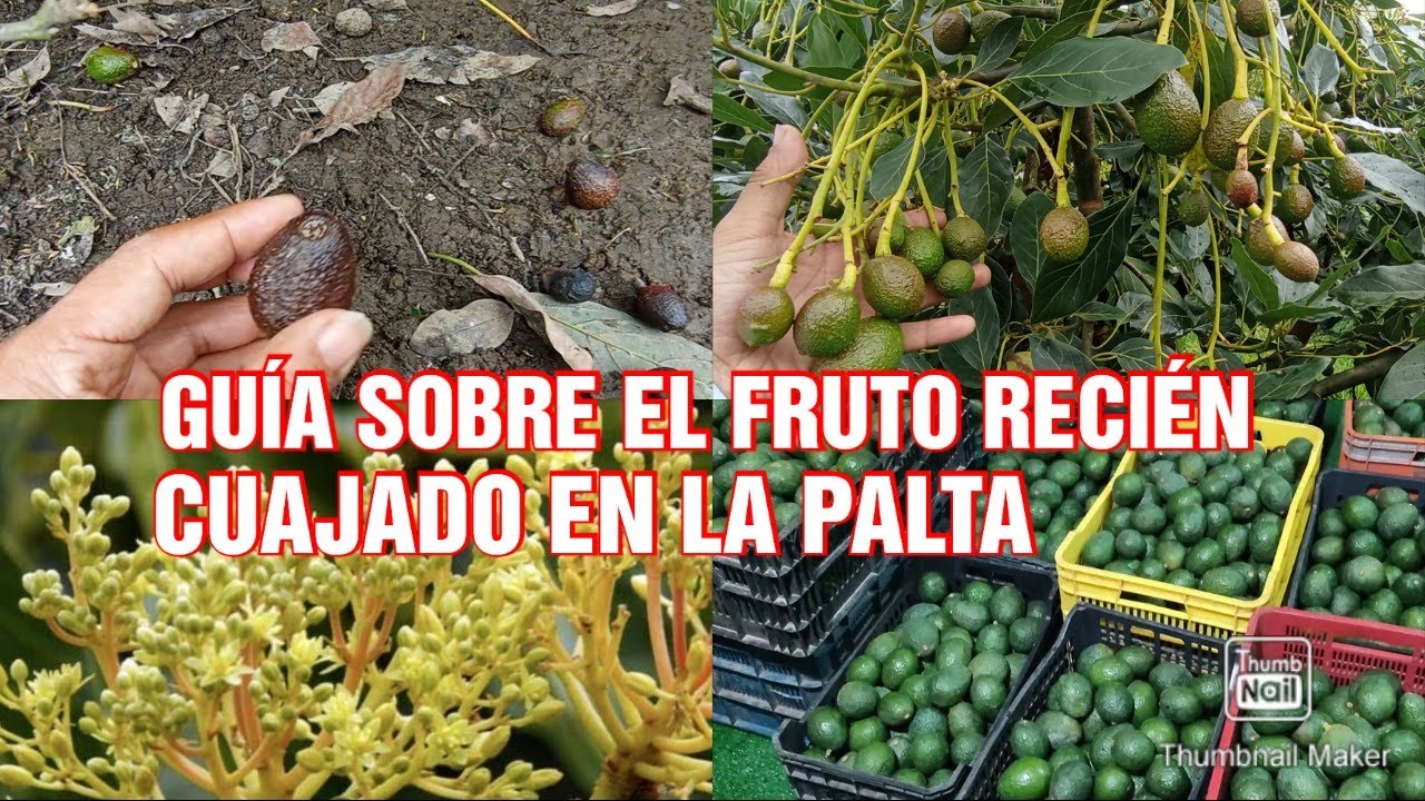 APRENDE todo sobre el CULTIVO de aguacate el Factor Nutrición,Hídrico ...