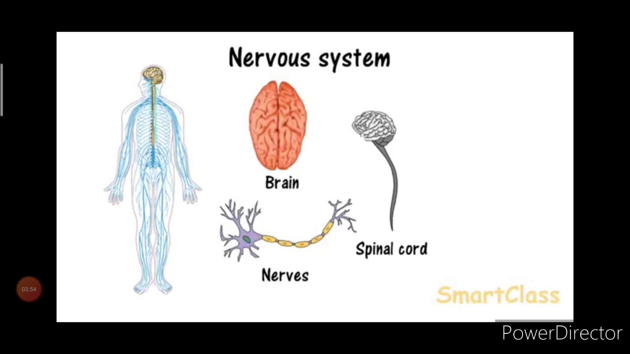 Chapter-4 Nervous System - YouTube