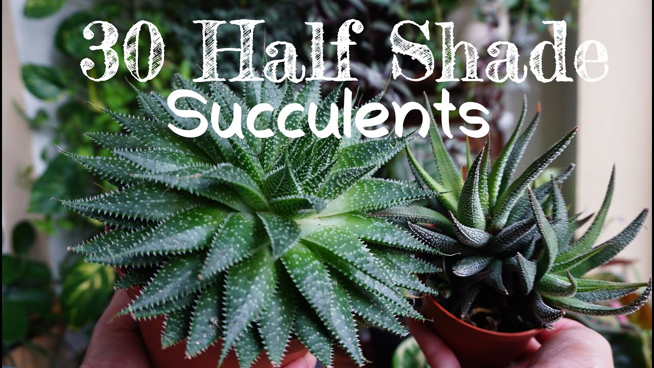 30 Indoor succulents, their names and care tips. Half shade succulent ...
