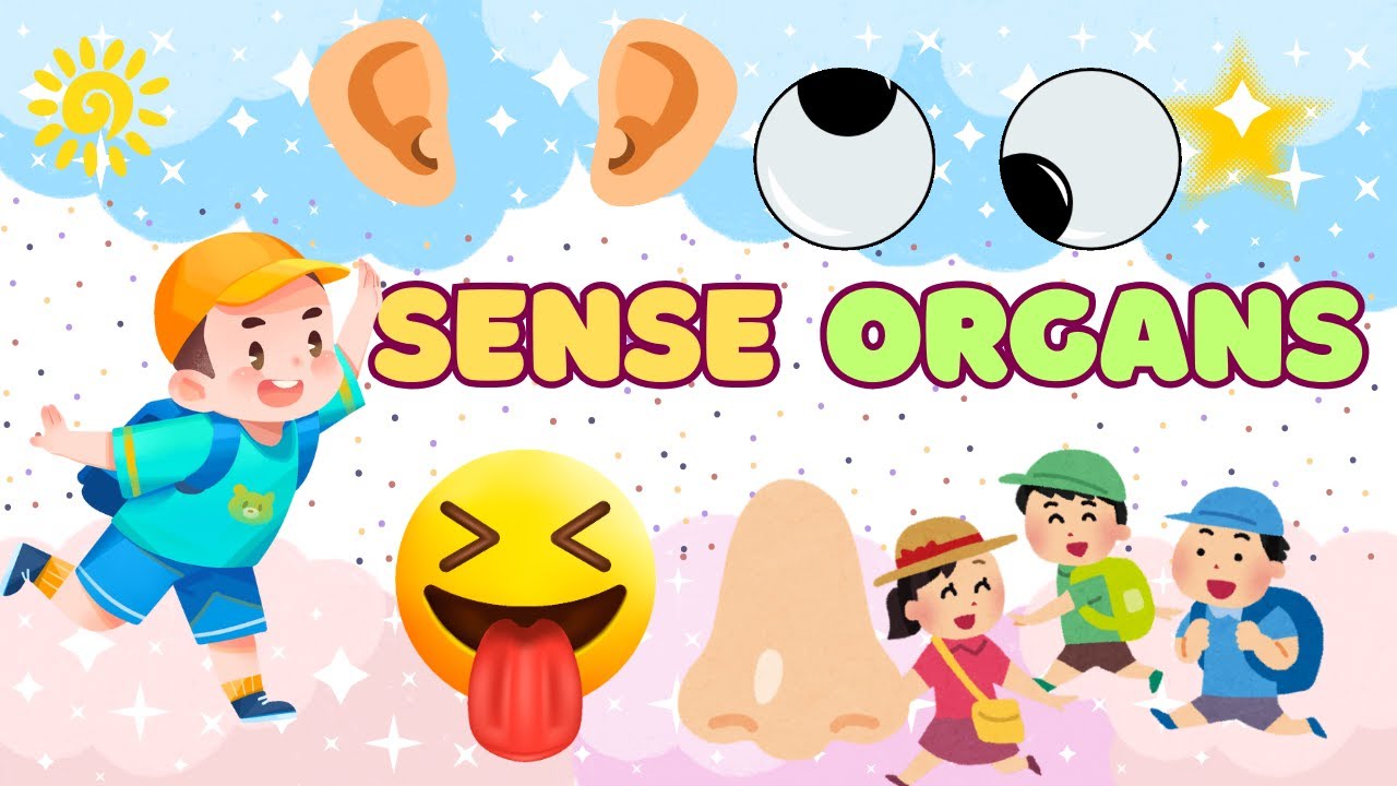 5 Sense Organs for Kids | Easy & Fun Educational Video - YouTube