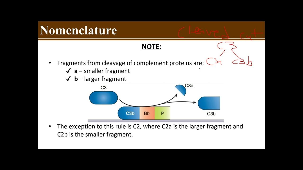 MODULE 4 COMPLEMENT SYSTEM - YouTube