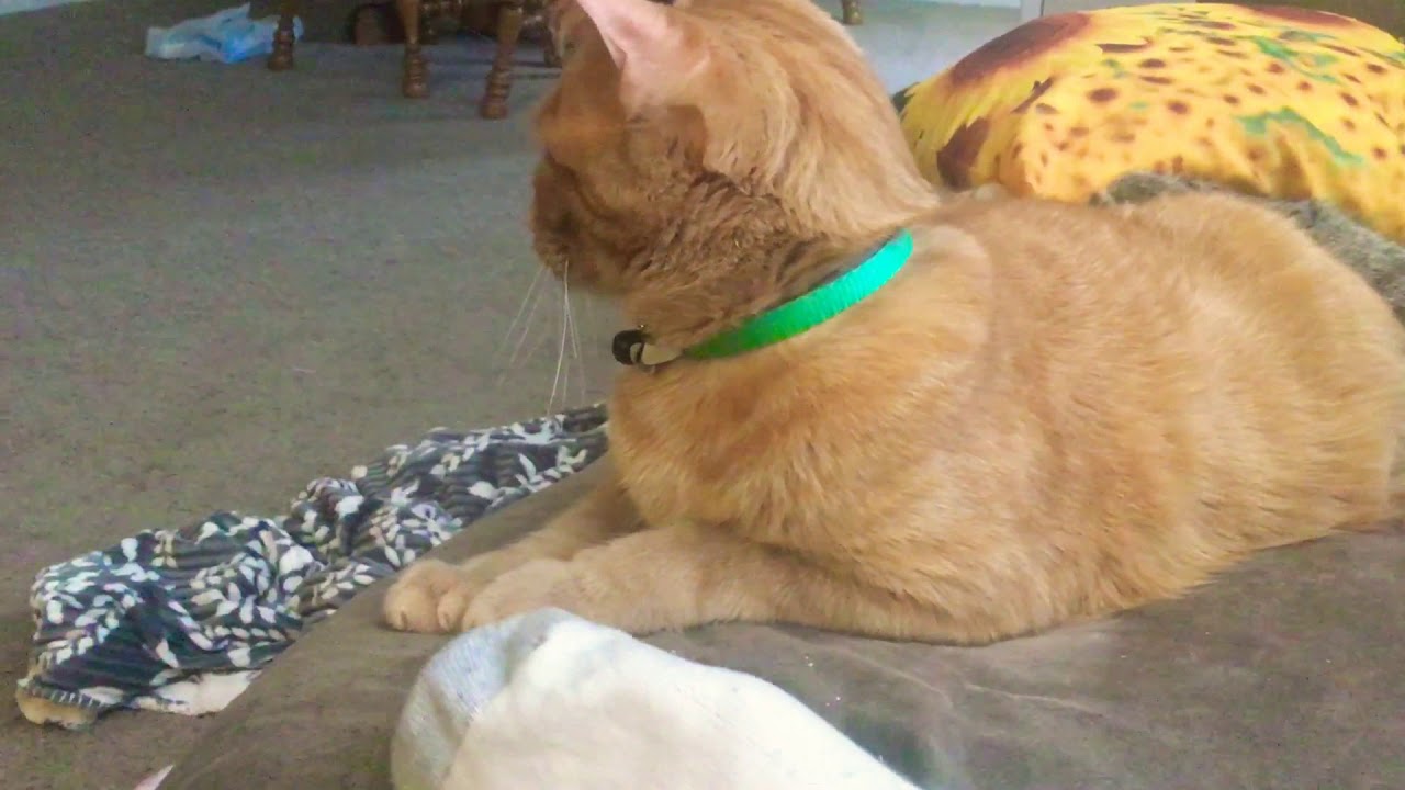 Cat’s Fleming response - YouTube