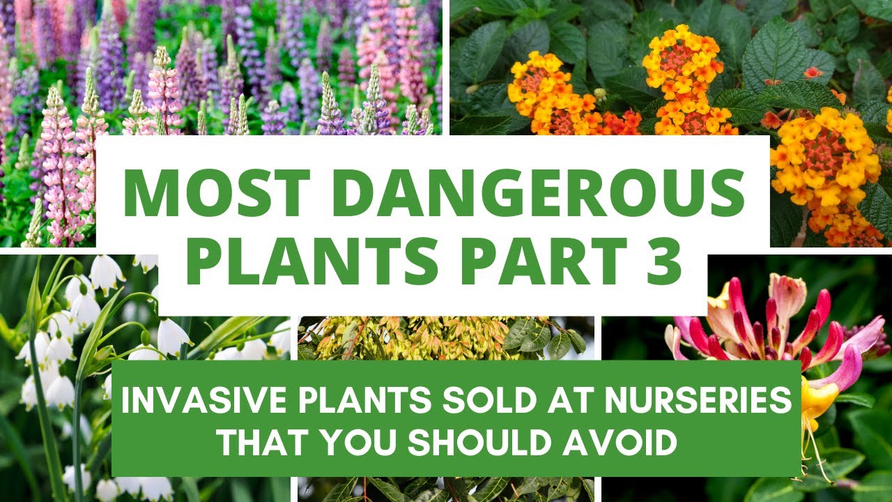Most Dangerous Plants: Part 3 - YouTube