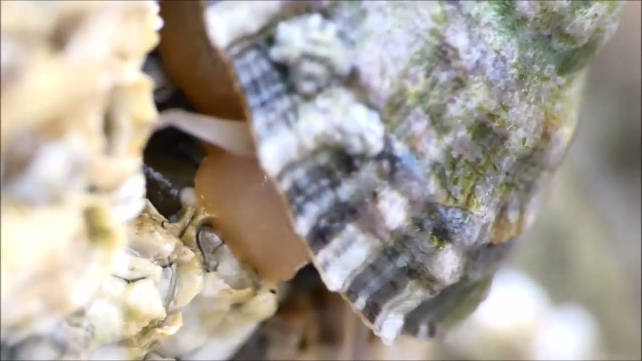Love on the rocks! Limpets can dance! But they only move when THEY want ...