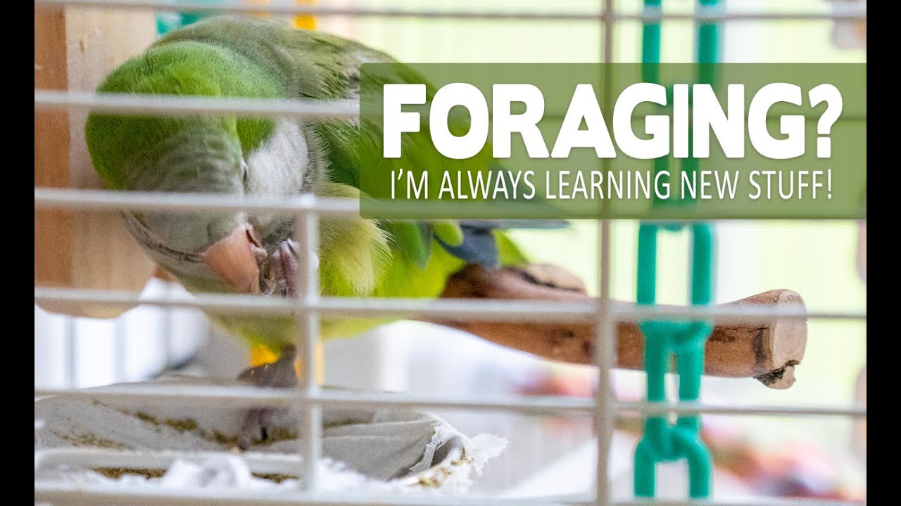 Foraging for Food - Quaker Parrot - YouTube