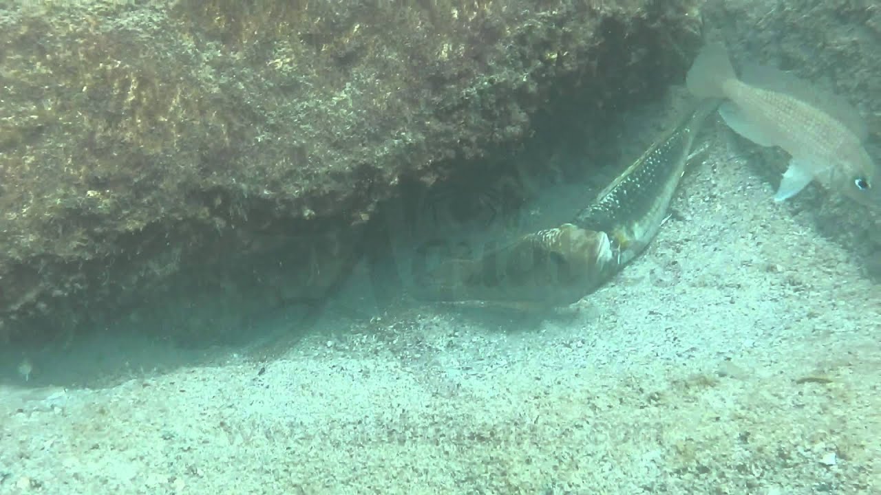Petrochromis Orthognathus tricolor mvuna spawning - Lake Tanganyika ...