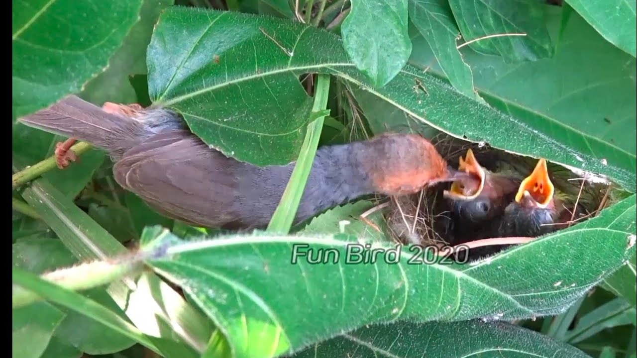 Small bird nesting in leaves Feeding its babies | 6 days - YouTube