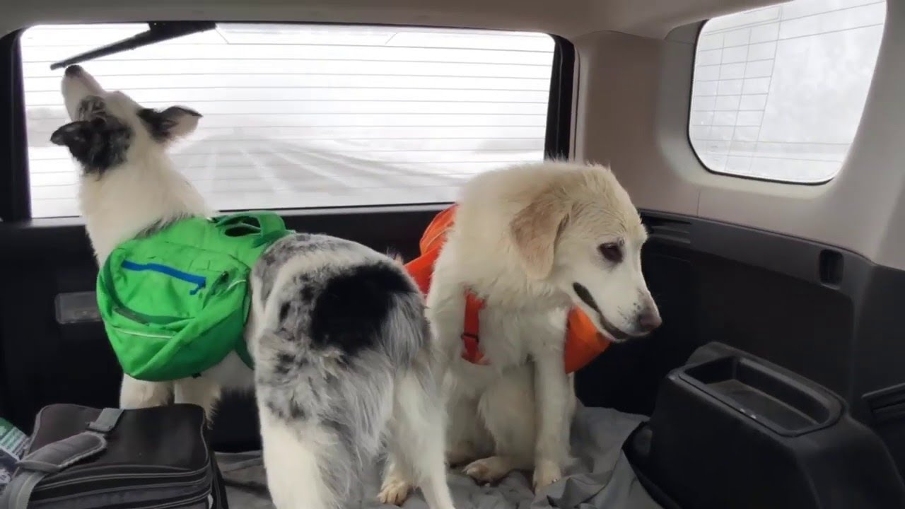 Dog Tries to Get a Taste of Windshield Wiper || ViralHog - YouTube