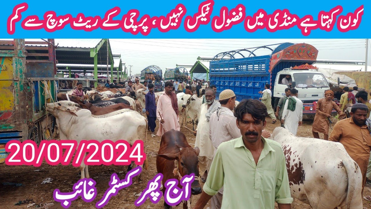 Today Multan Mandi Fresh Update - How to Start Cattle Farm Business ...