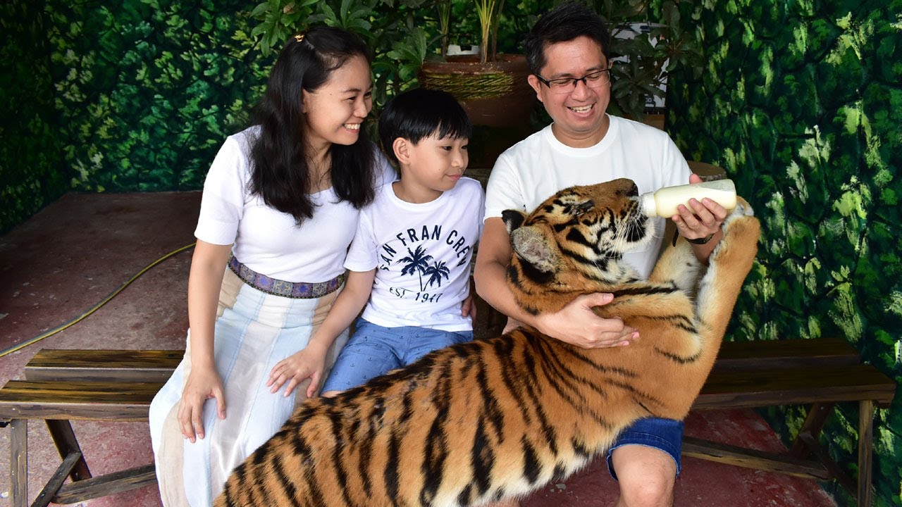 Clark Safari Zoo and Adventure Park Tiger Encounter Clark Pampanga Part ...