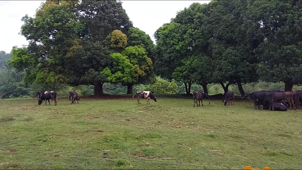 Camping | Moolk Farm, Tanay - YouTube