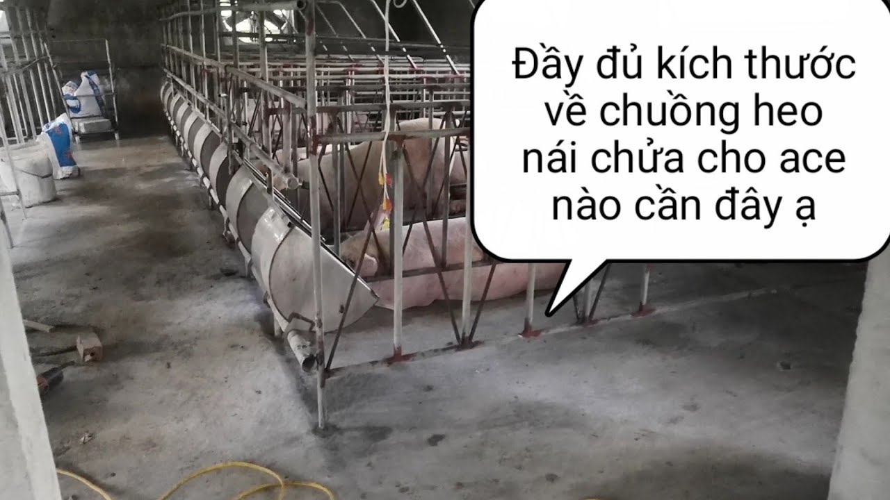 Quy trình lắp đặt và kích thước chuồng heo nái hậu bị - YouTube