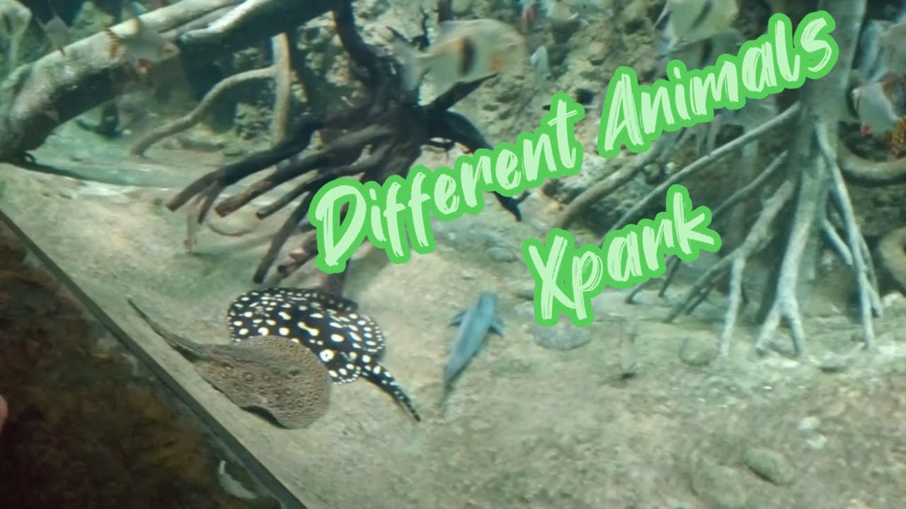 Different Animals Xpark #oceanpark #seacreatures #amusementpark - YouTube