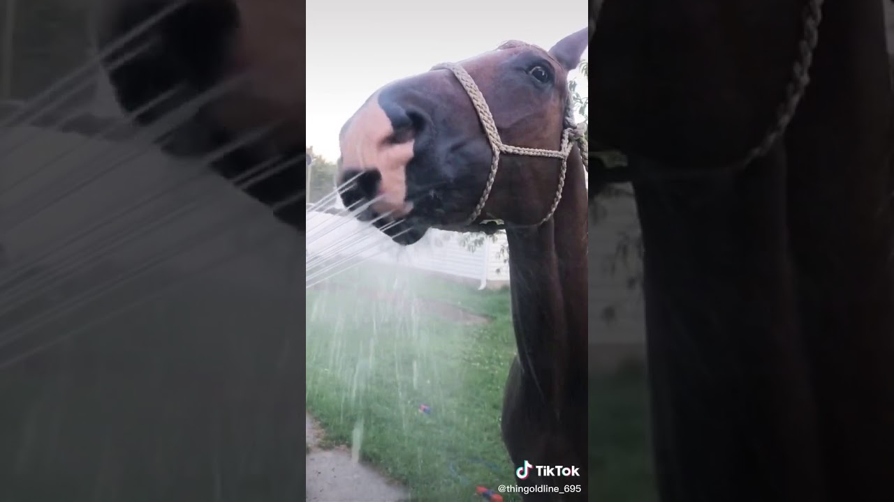 I’m a horse neigh neigh - YouTube