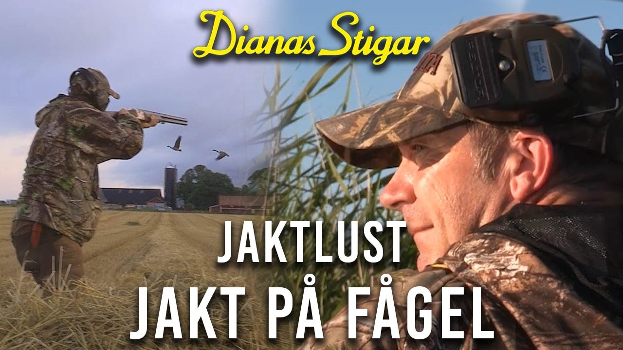 Jaktlust - Jakt på fågel (Gås och And) - YouTube