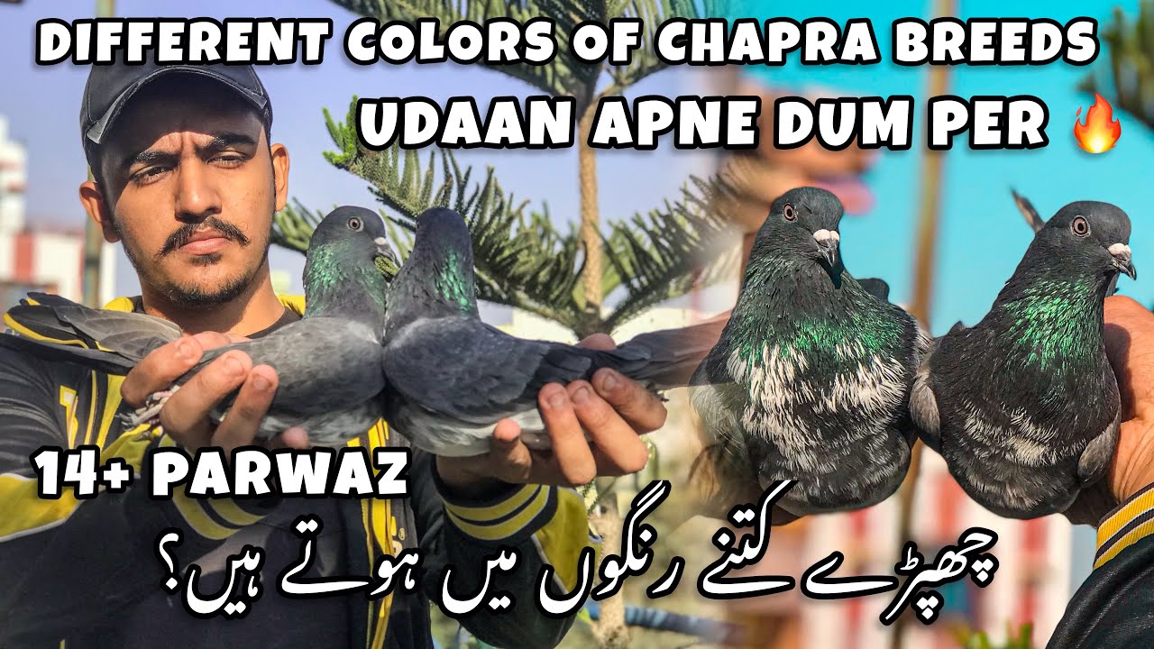 Different colors of chapra breed udan apne dum per || chapre kitne ...