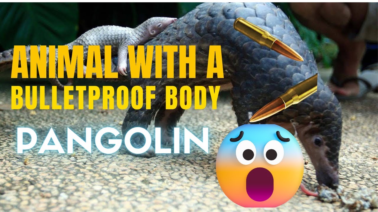 😲😲 The Pangolin Animal, The Only Animal with A Bulletproof Body and the ...