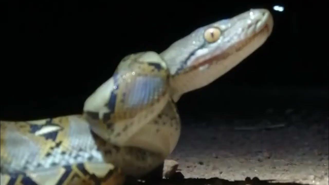 Juvenile and roadkill Reticulated Python (Malayopython reticulatus ...
