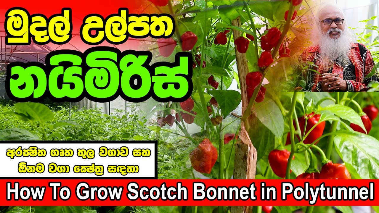 ආරක්ෂිත ගෘහ තුළ නයිමිරිස් වගාව How To Grow Scotch Bonnet In