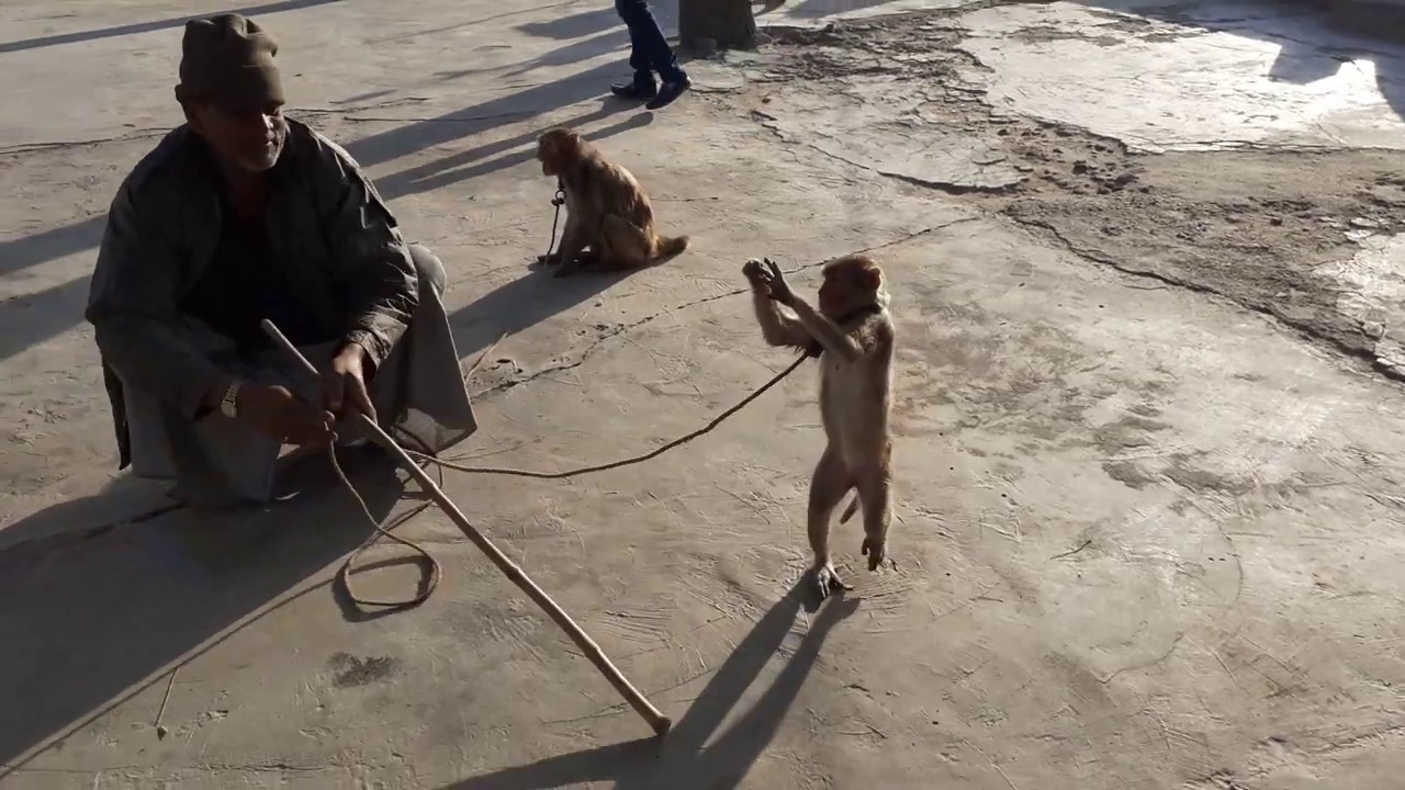 Funny monkey show |Tamasha || India |The Great Indian Monkey Show - YouTube