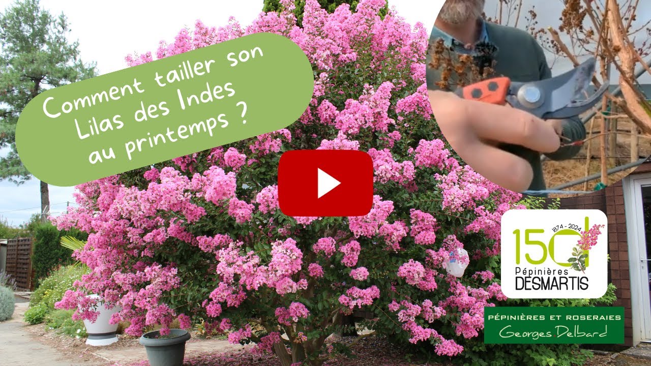 Comment tailler le Lilas des Indes au printemps 🌸 | Conseils des ...