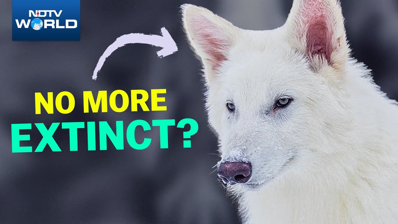 Dire Wolf | Scientists Revive Dire Wolves Using Ancient DNA and Modern ...