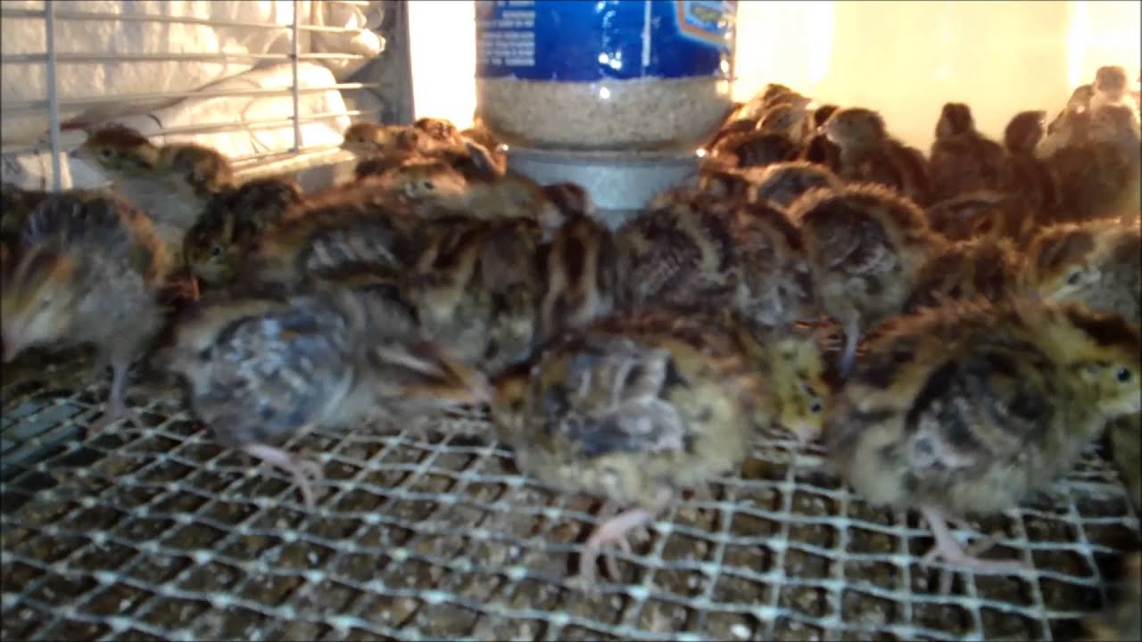 Granja de Codornices Aboyte en Tijuana Baja California. - YouTube