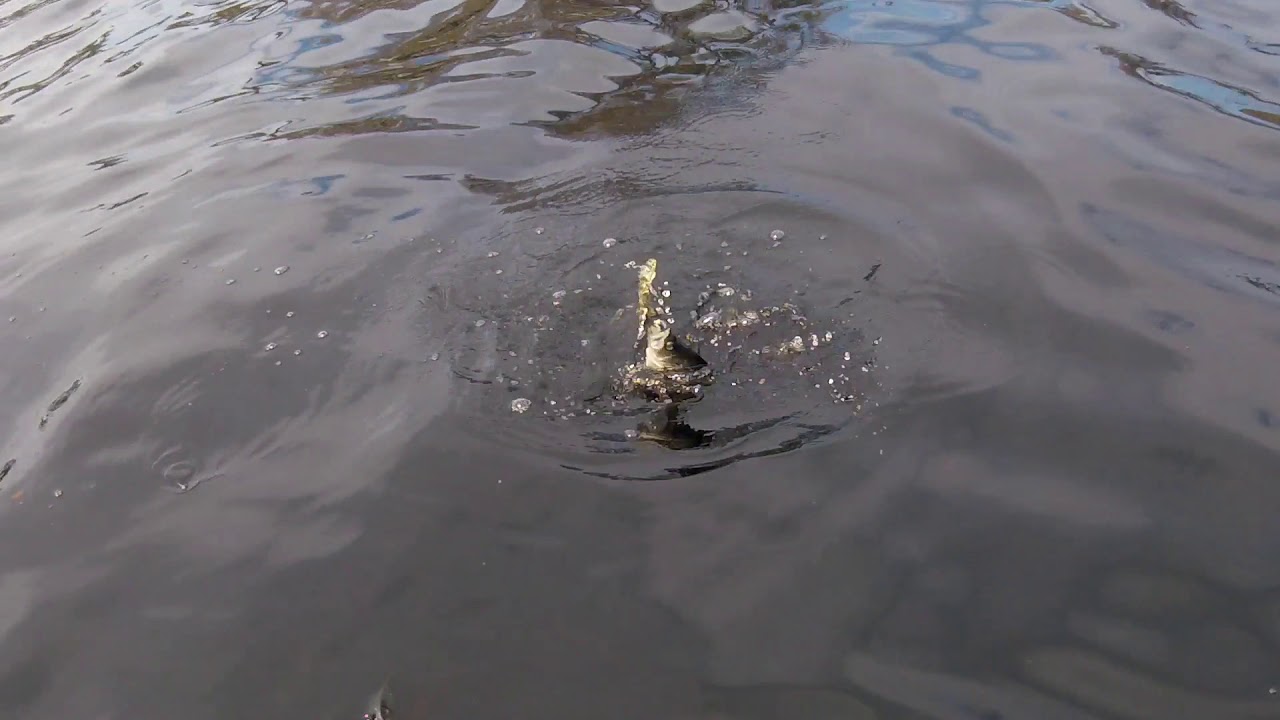 Lake crescent Florida crappie fishing - YouTube