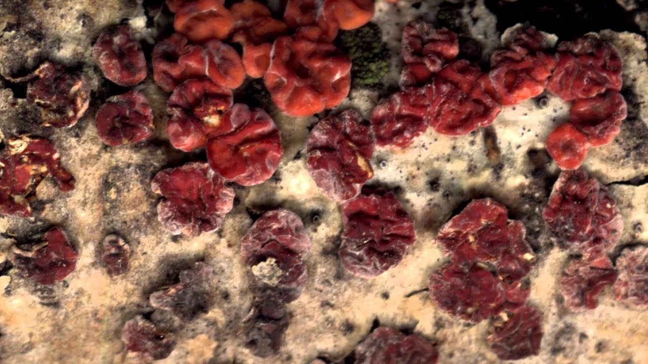 Red tree brain fungus / Peniophora rufa - YouTube