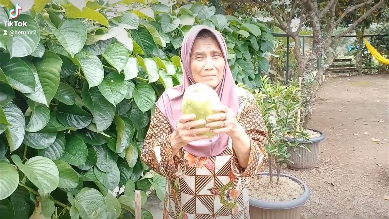 Panen perdana buah Markisa di Kebon Ambu - YouTube