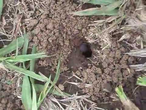 QUE HACE UN ZOMPOPO EN MAYO???? - YouTube