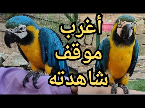 Sulaymaniyah - Bird Houses Chavy Land محمية الطيور في جافي لاند ...