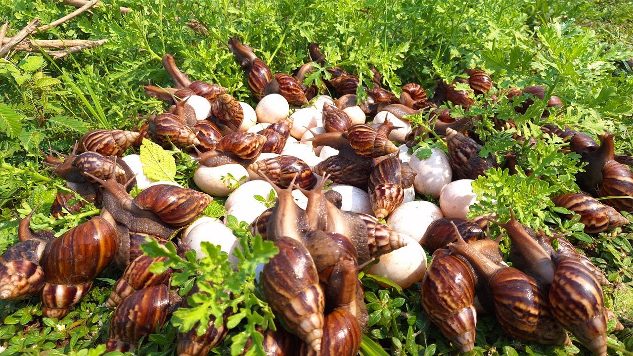 wow wow unique ! pick a lot of duck eggs and snails under grass at ...