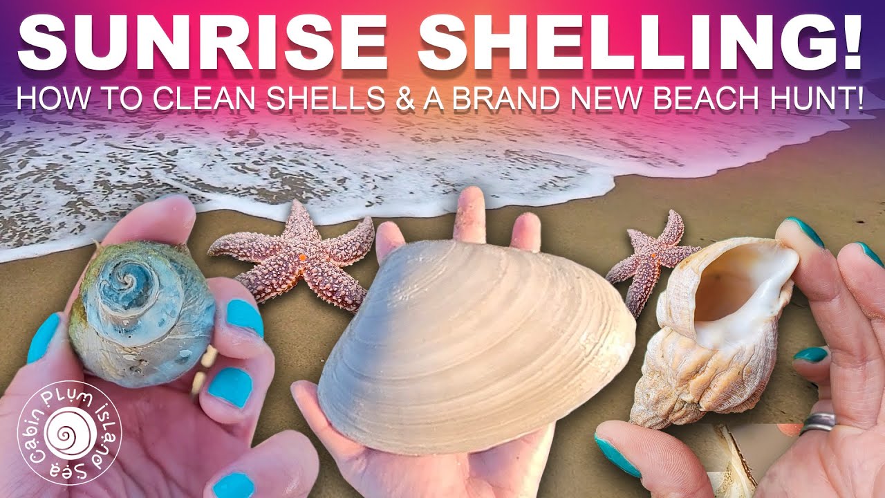 Holy Cow! Sunrise Shelling | Beach Hunt | How To Clean Shells ...