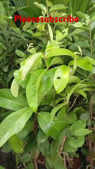 మా ఇంటి పక్కన Nursary లో మొక్కలు ☘️ 🌵 చూపిస్తాను వచ్చేయండి🥰🥰