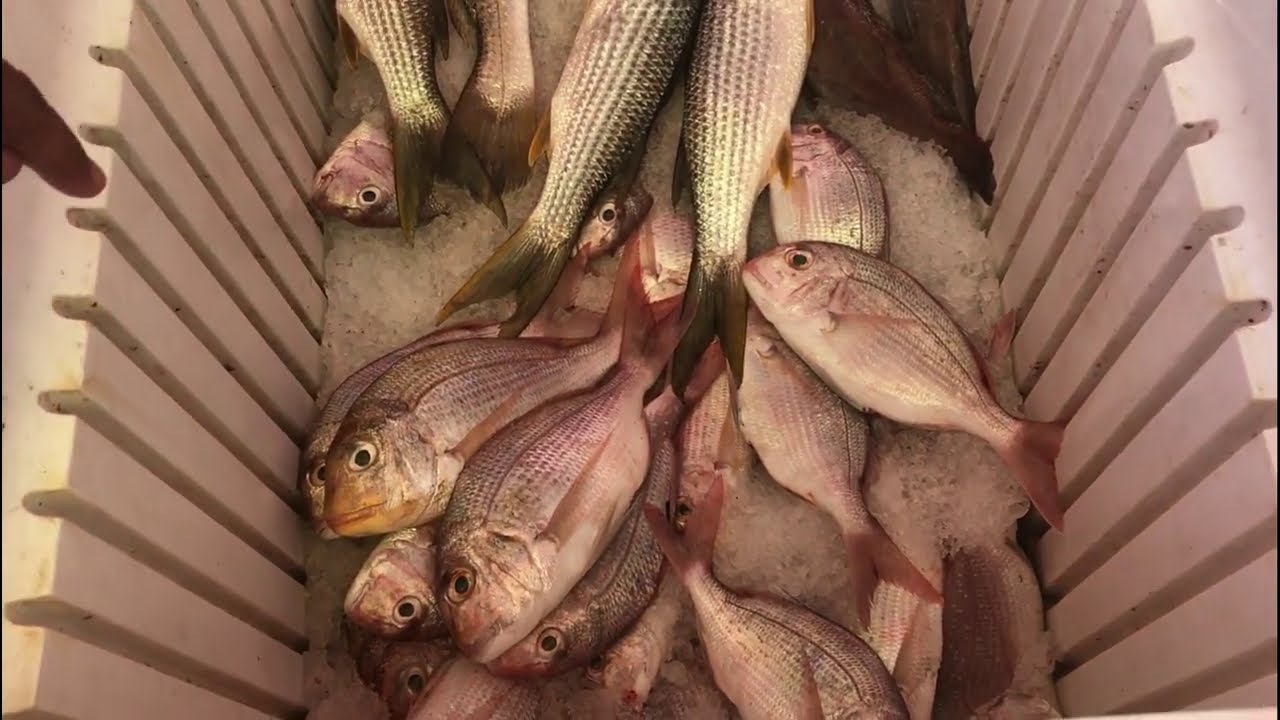 Visiting Tanji Fish Market in The Gambia - YouTube