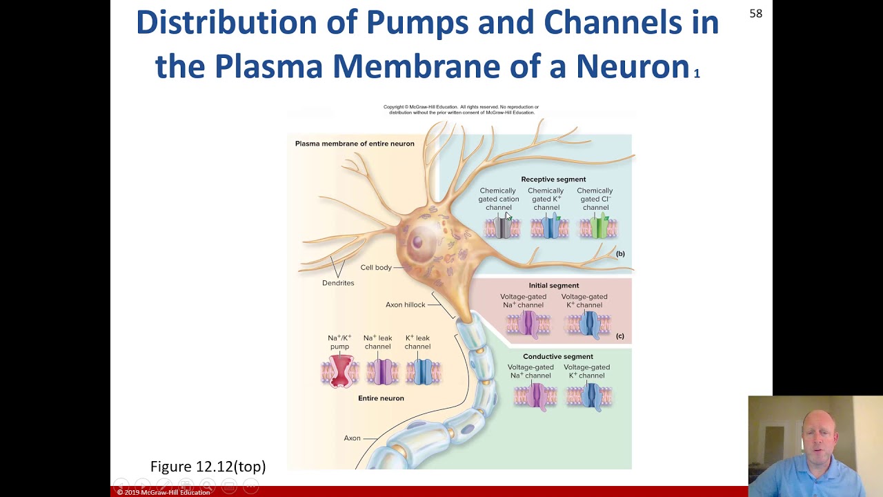 BIO 246 A&P Ch 12.6-12.7 Plasma Membrane of Neurons and Neuron ...