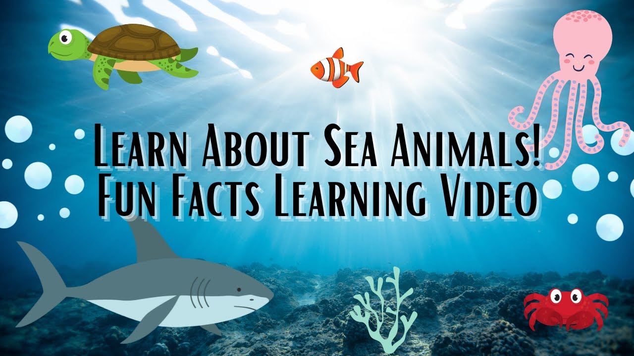 Let's Learn about Ocean Sea Animals! Kids Vocabulary & Fun Facts on Sea ...
