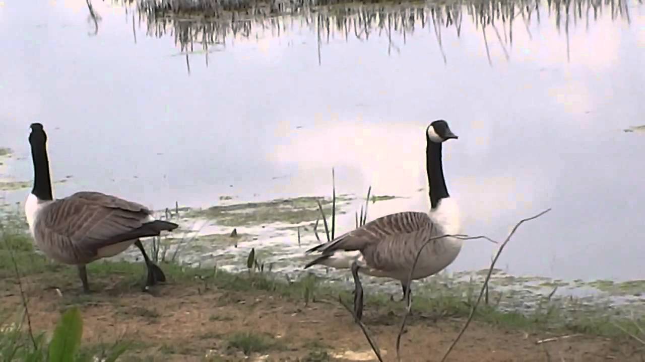 Marsh Frogs Sound Rainham Marshes 24.5.13 HD.RSPB - YouTube