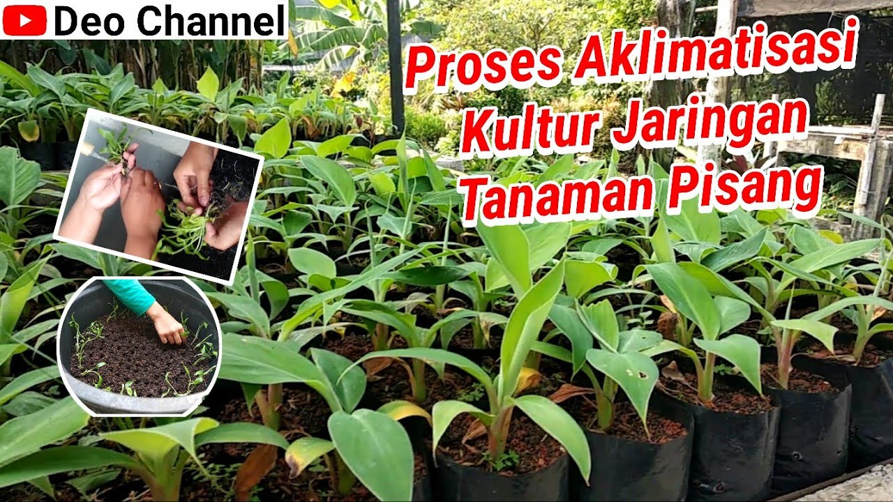 Pengetahuan | Proses Aklimatisasi Kultur Jaringan Tanaman Pisang - YouTube