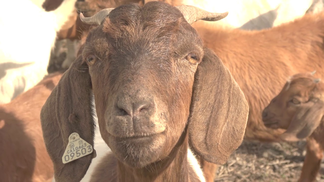 DEPARTMENT OF GOATS - YouTube