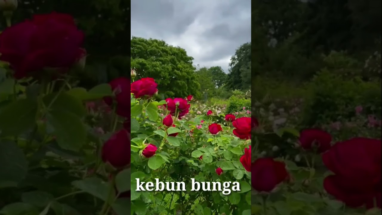 kebun bunga mawar - YouTube